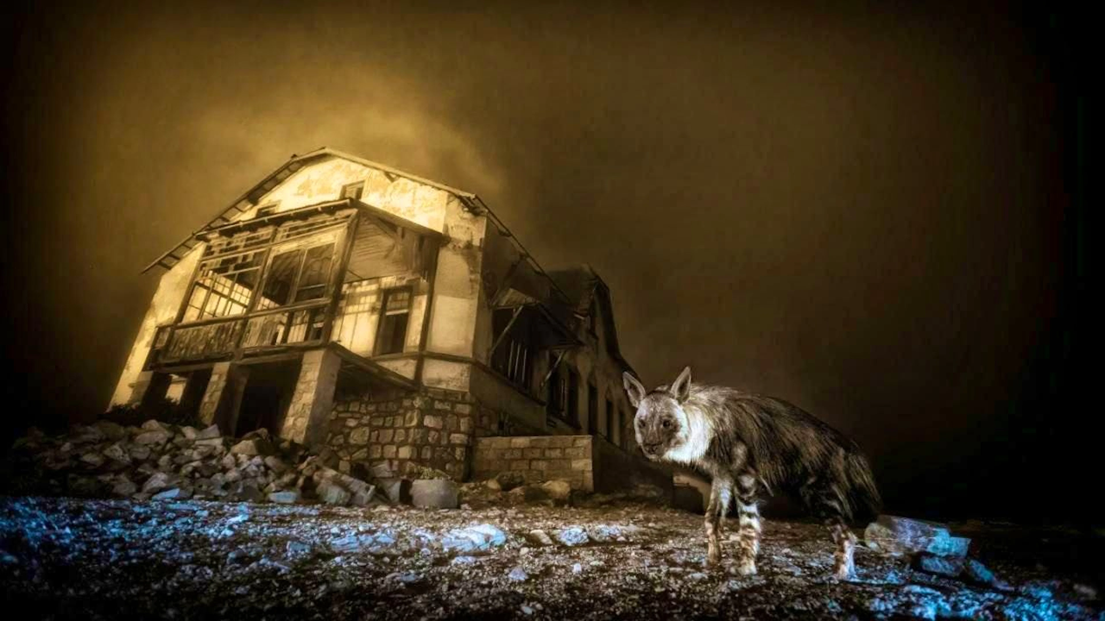 Outstanding animal photographs at the Natural History Museum Basel