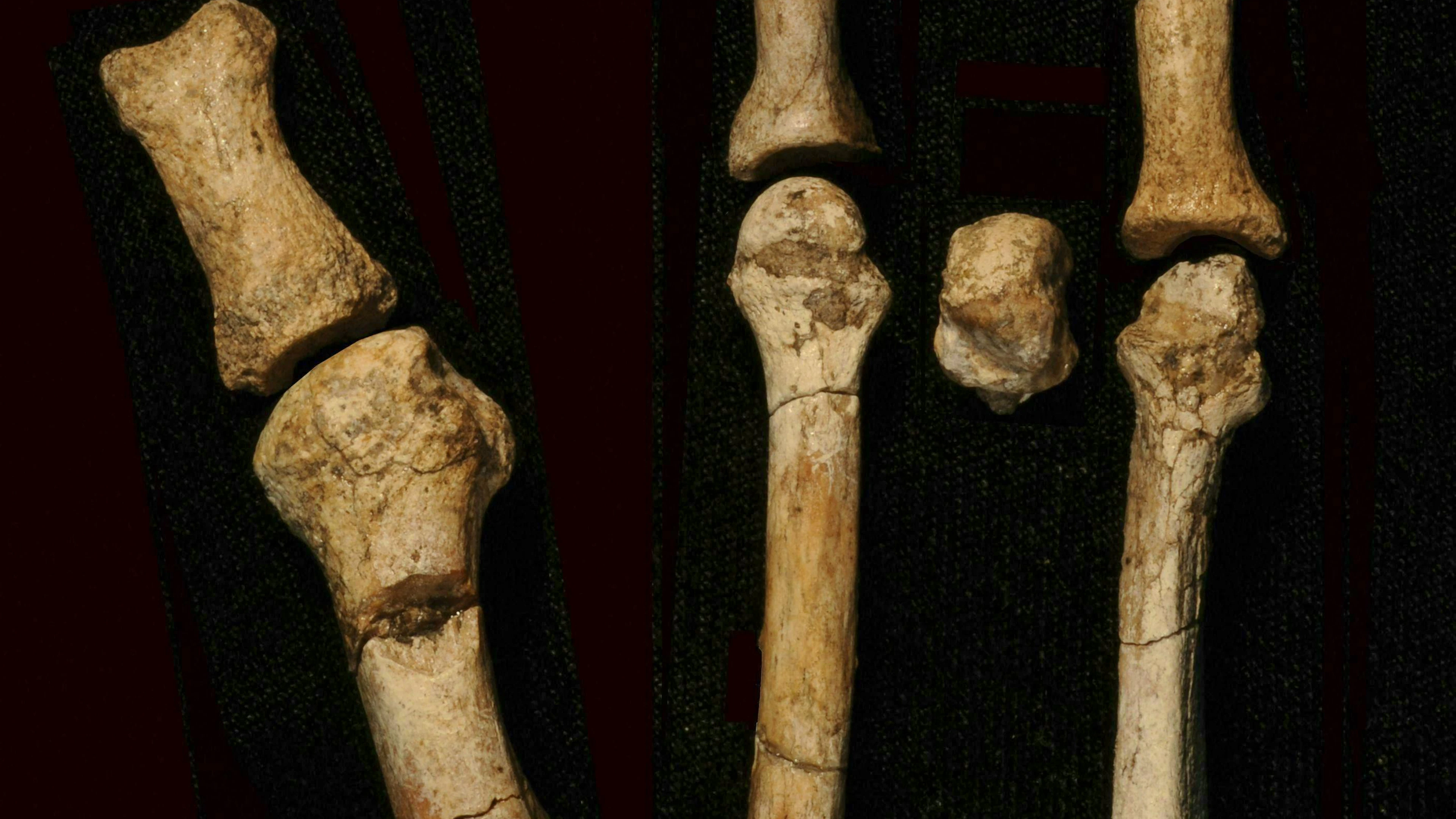 Did early recluse Lucy have a neighbor after all?