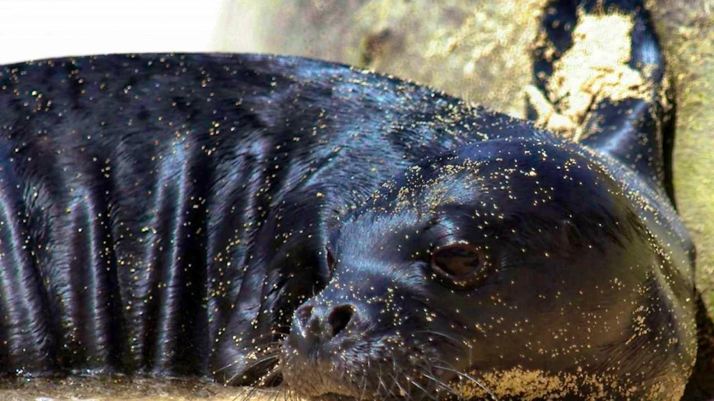 Rare monk seal spotted on the Adriatic beach of Numana