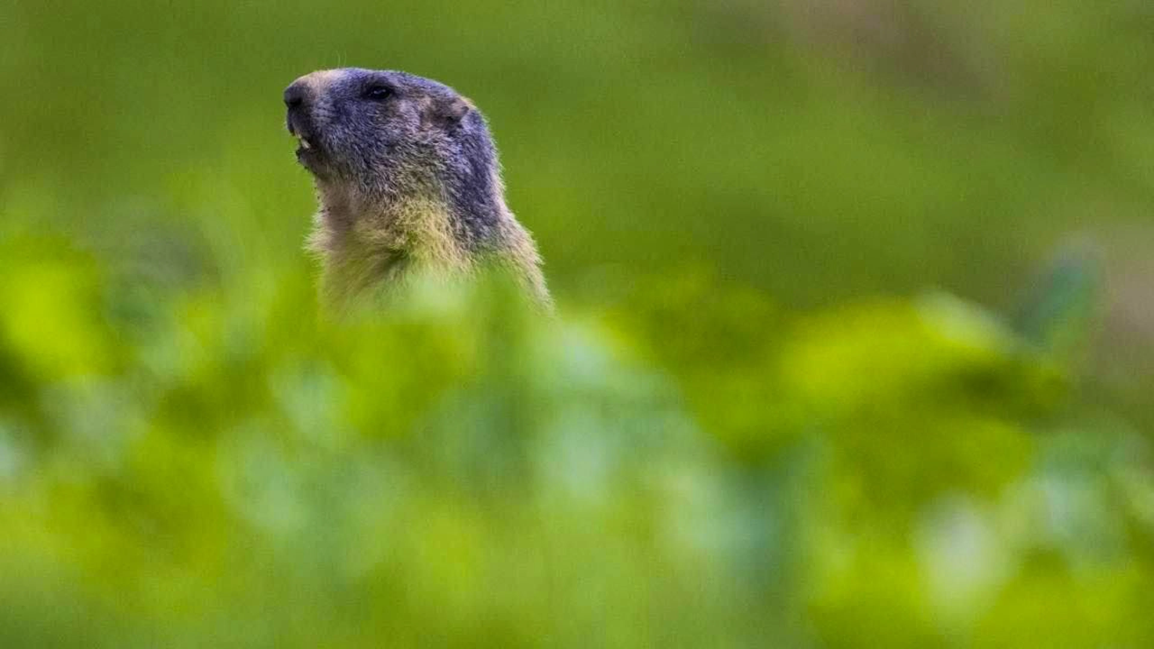 WWF picks winners and losers of the year 2025 in the animal kingdom