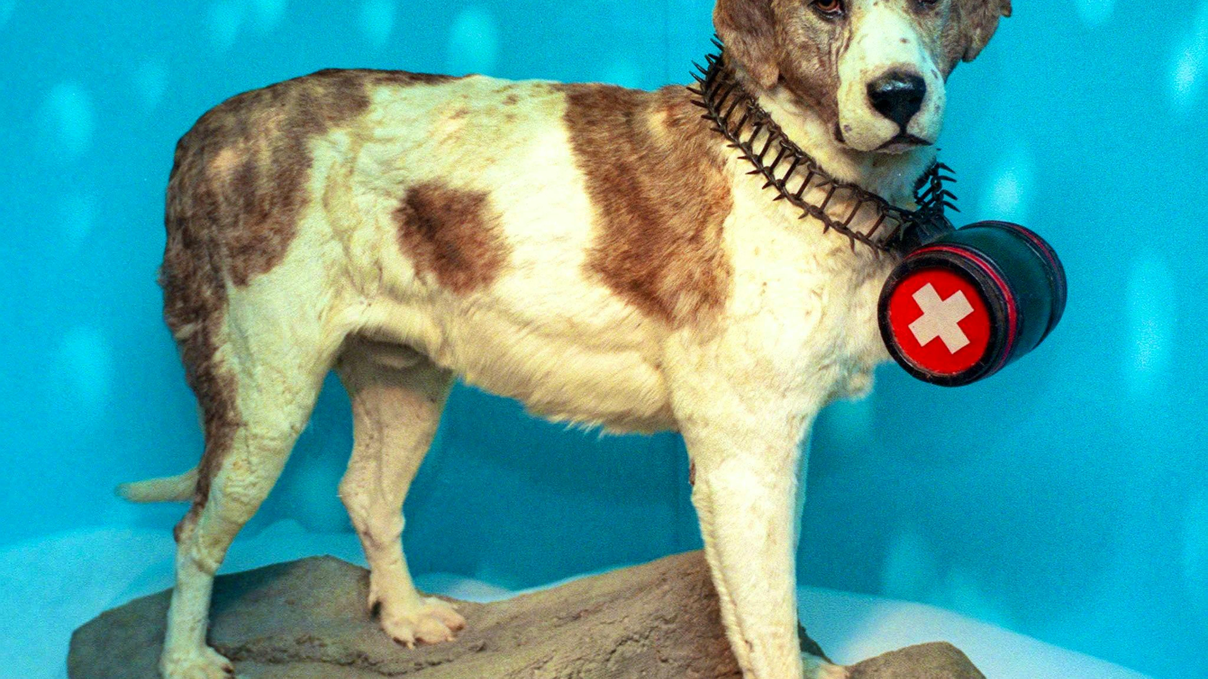 The most famous dog in Switzerland - did he really exist?