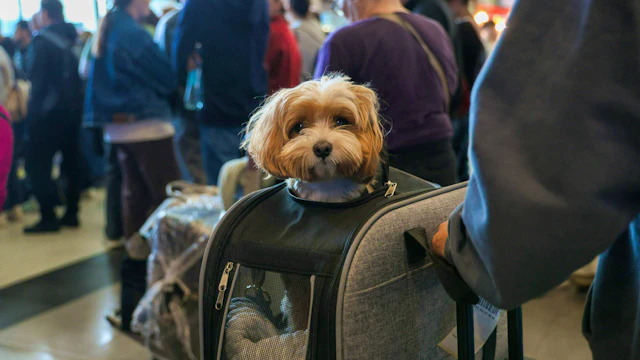 Unruly Swiss passenger lets dog out of transport box - CHF 791 fine