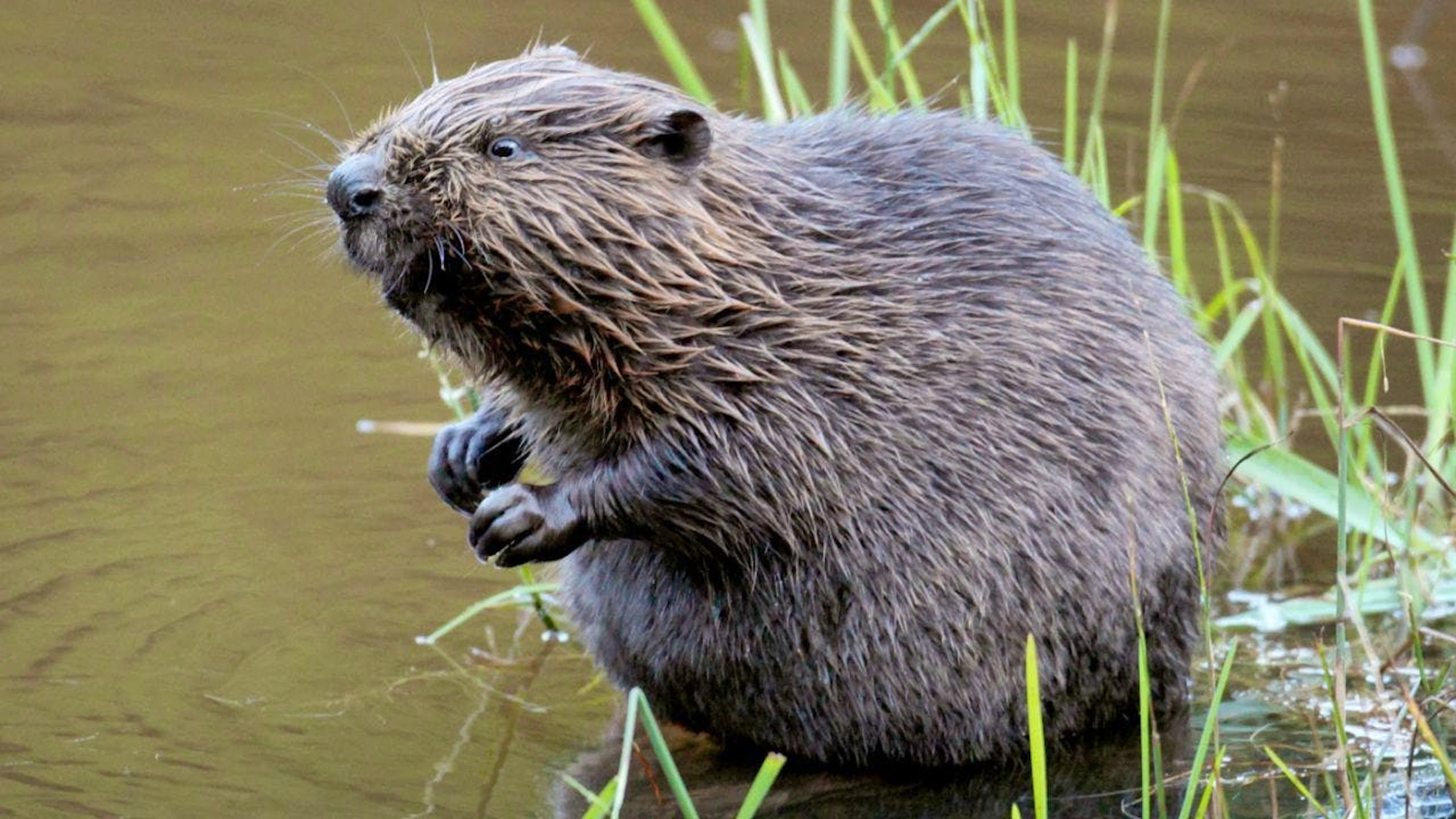 Il castoro è un alleato prezioso per la biodiversità
