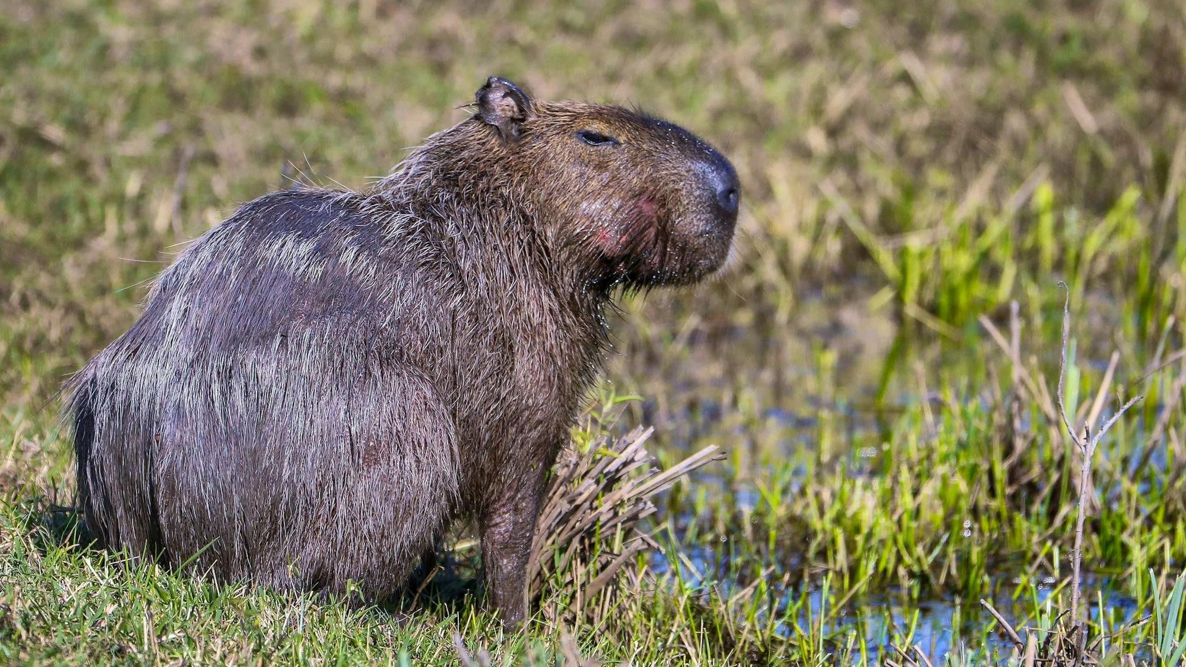 A capybara goes into hiding - and is spotted in a beer garden