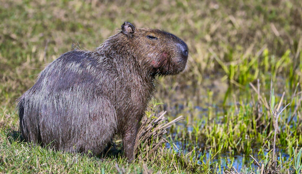 A capybara goes into hiding - and is spotted in a beer garden