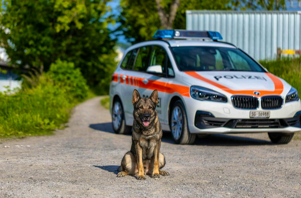 Teenagers steal three cars - police dog Erol catches perpetrators