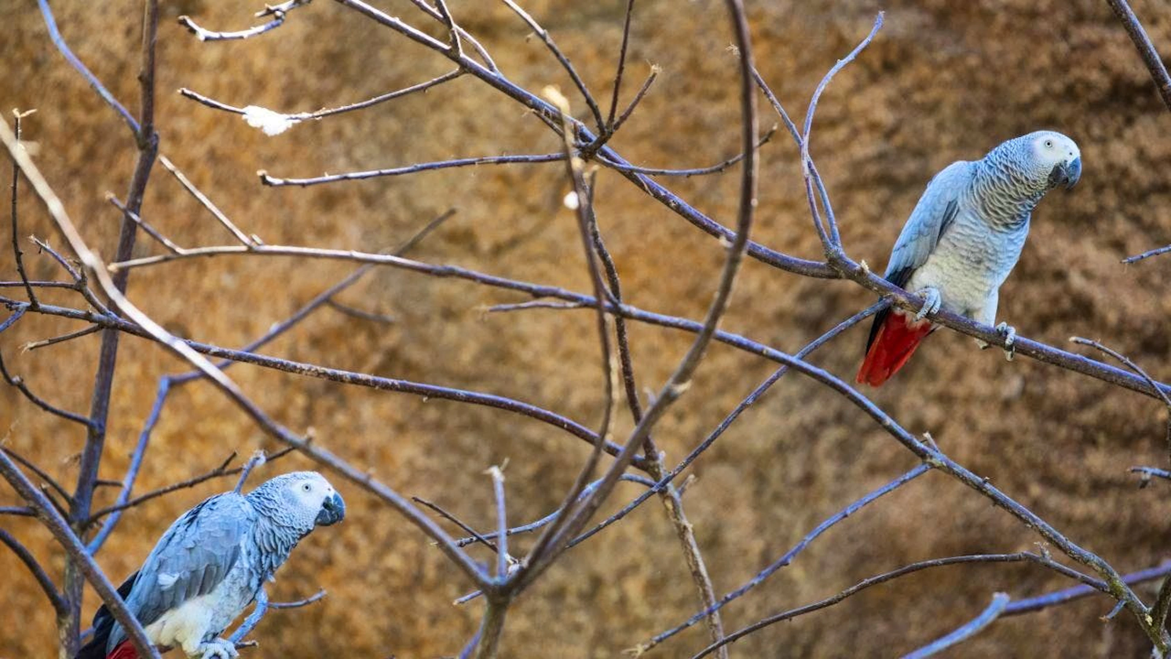Parrots learn names - and use them purposefully
