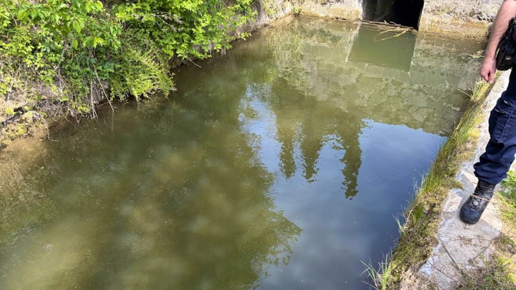 Fuoriuscita di liquame in un torrente di Berneck, moria di pesci