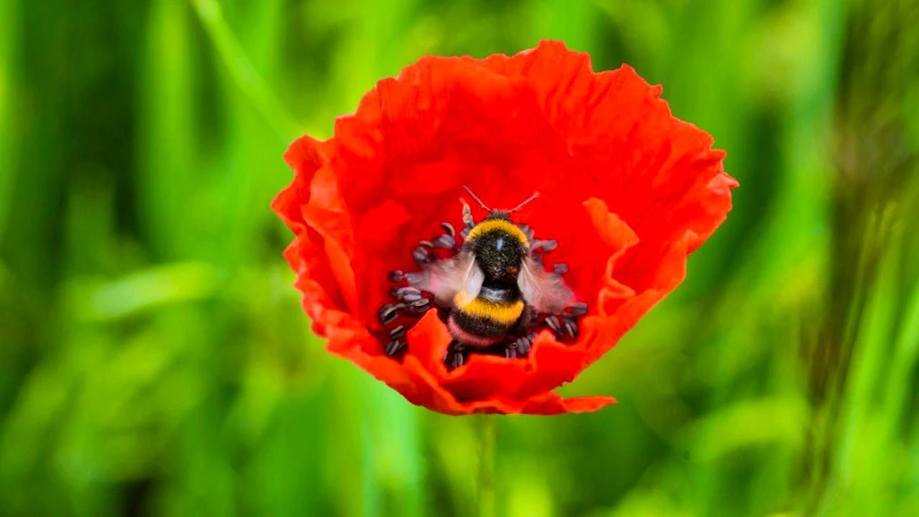 Flowers in gardens are not enough for many insects to survive