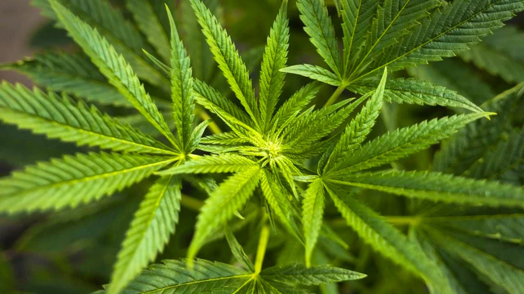 Study: Cannabis use increases testosterone in young men