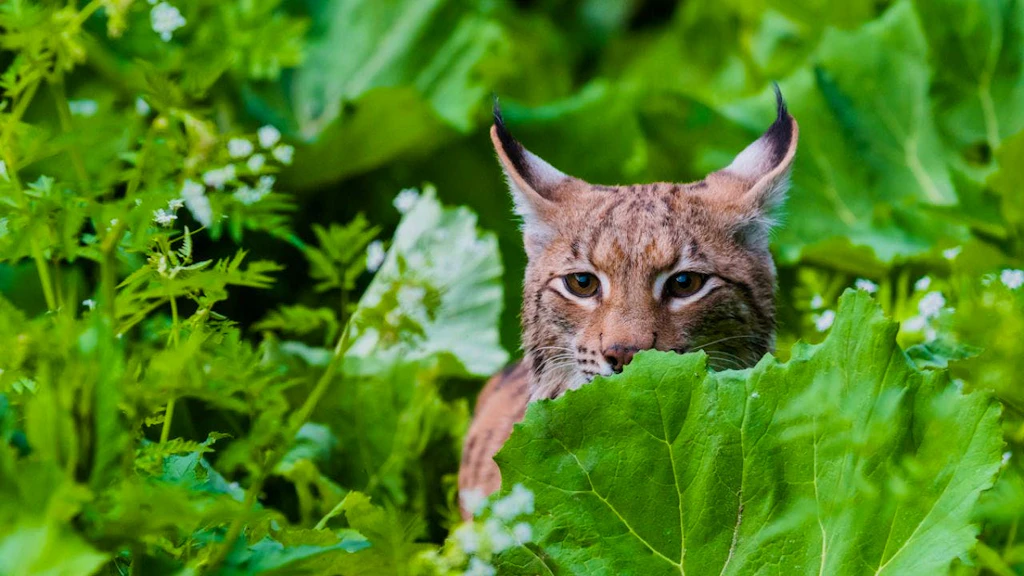 L’avenir à long terme du lynx reste incertain en Suisse