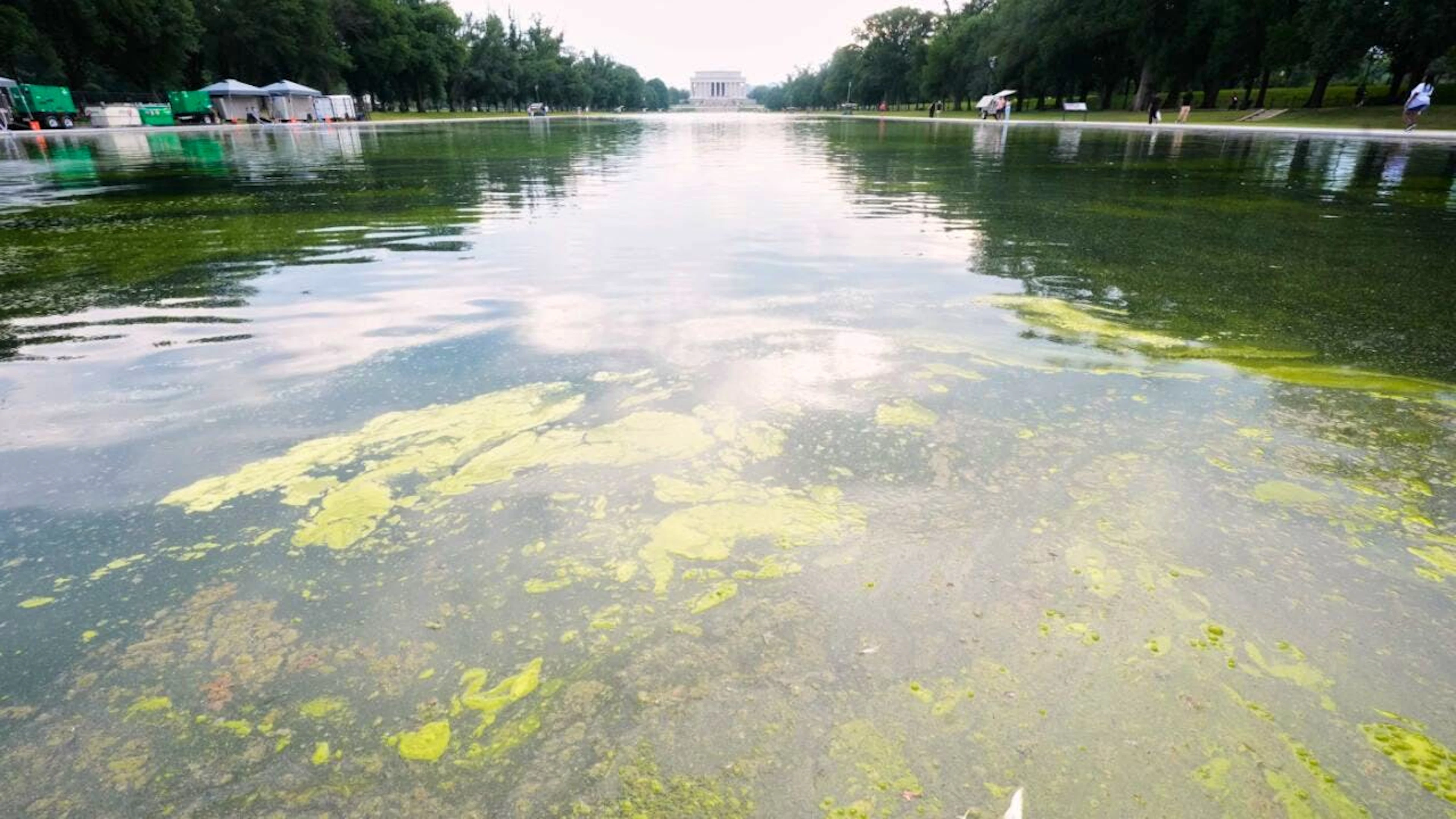 Trotz 14 Millionen Dollar – Washingtons Pool ist wieder grün